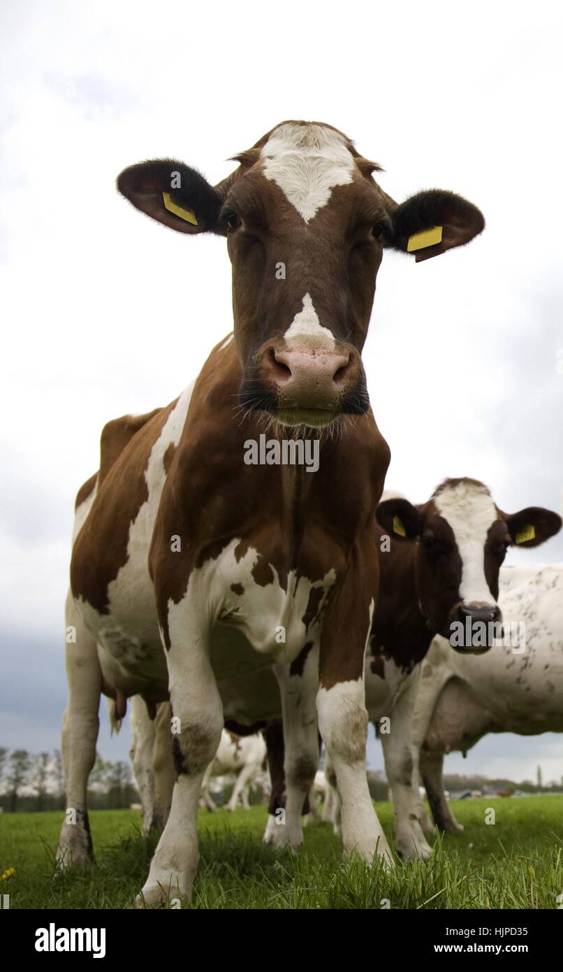 Agriculture animals livestock dutch hi-res stock photography and images ...