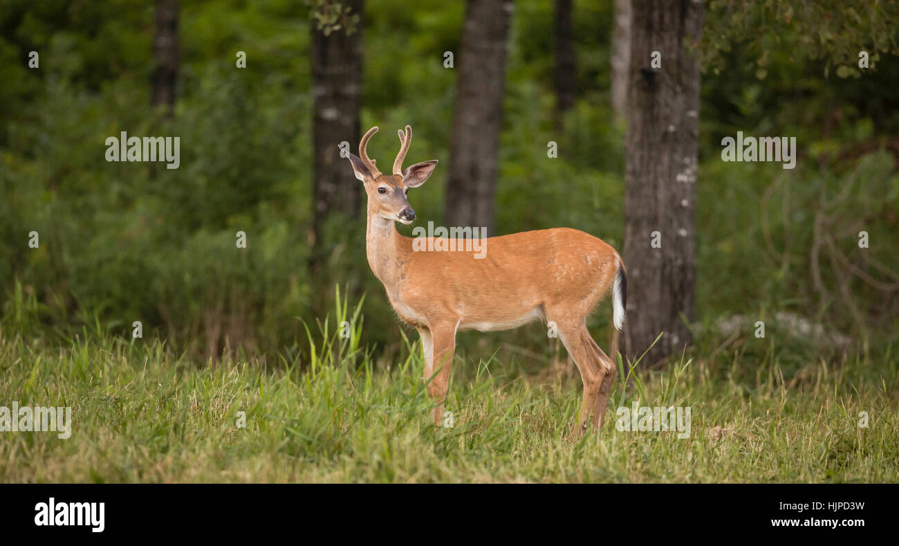 Male white tailed deer feeding hi-res stock photography and images - Alamy