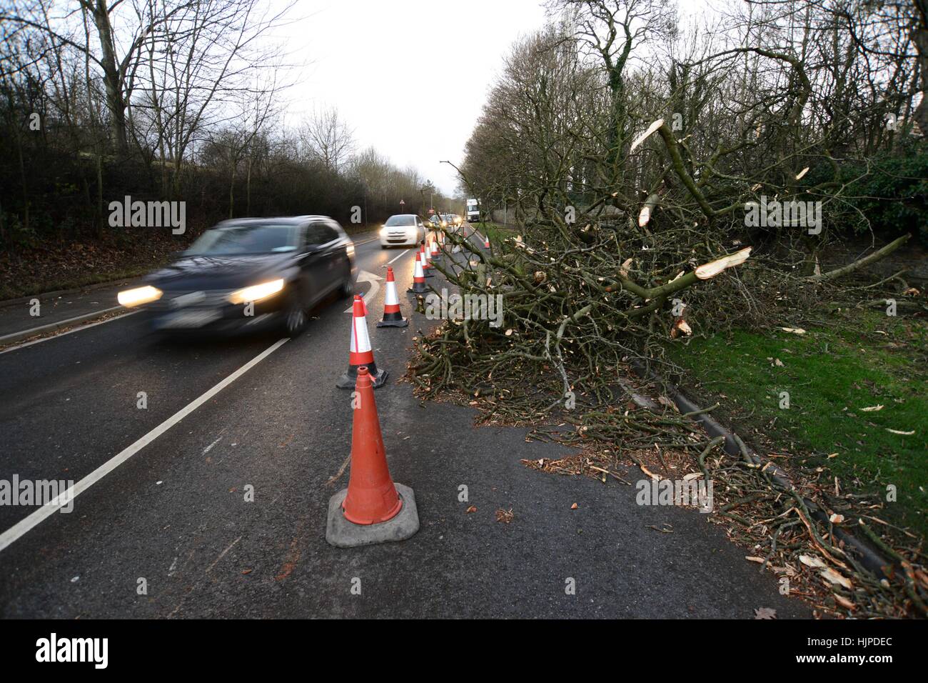 Cars drive around a tree which blew over in strong winds Stock Photo ...