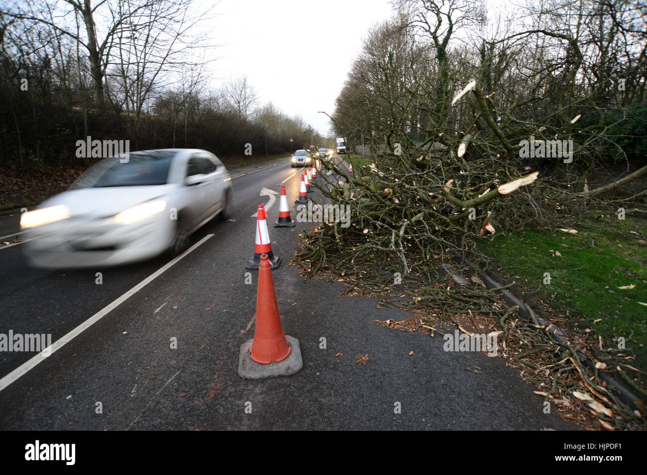 Cars drive around a tree which blew over in strong winds Stock Photo ...