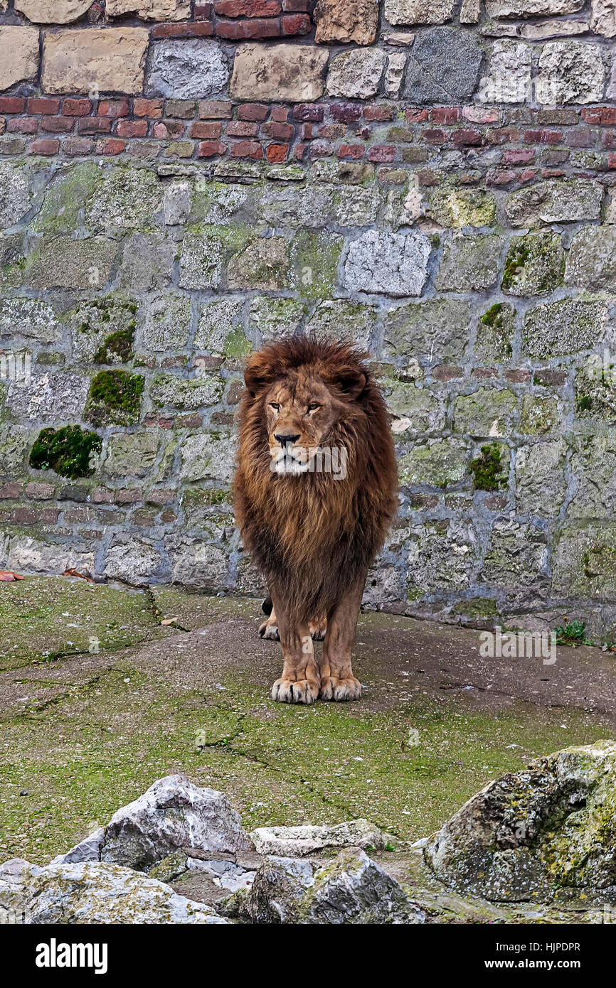Grey Lion at Belgrade ZOO Serbia Stock Photo - Alamy