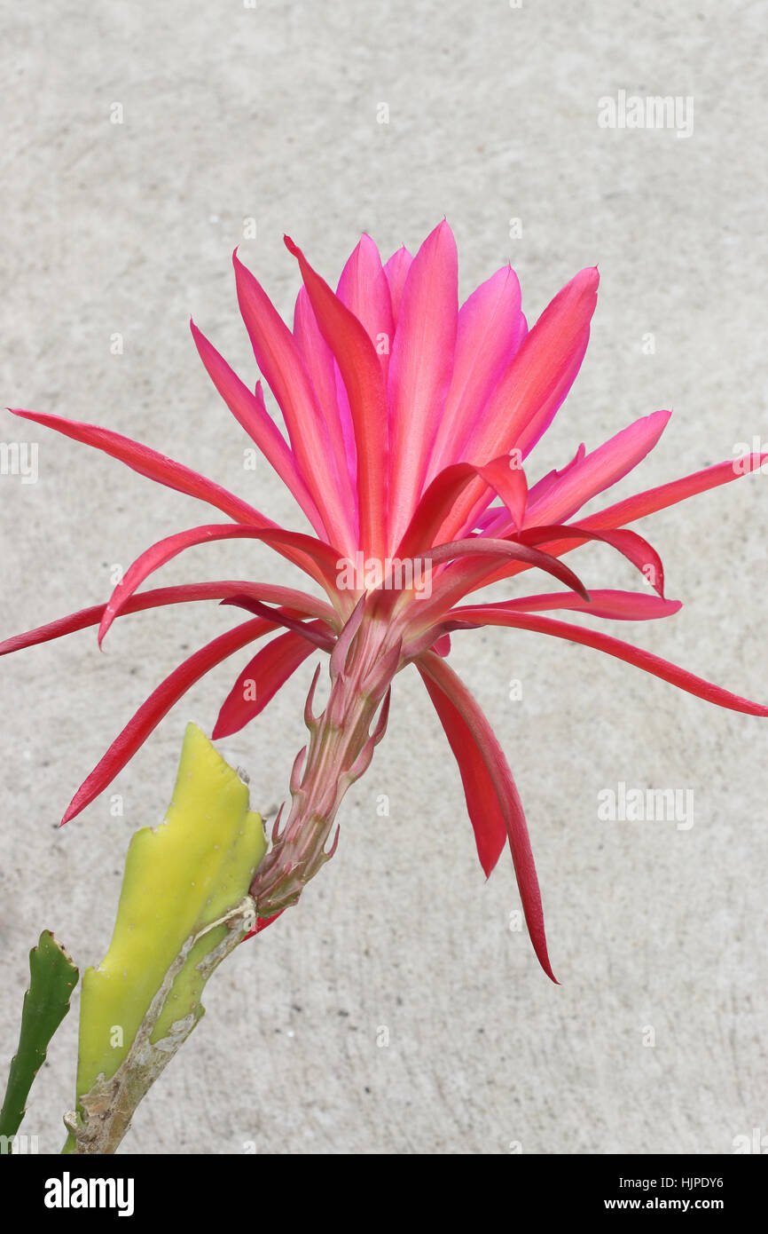 Hot pink cactus flower hi-res stock photography and images - Alamy