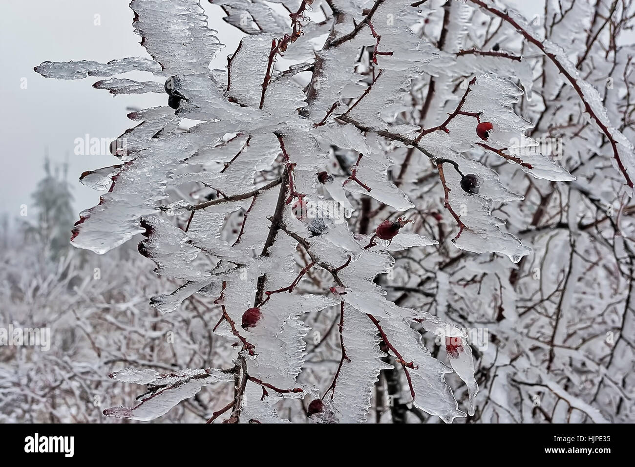 Rosehip tree covered with ice Stock Photo - Alamy