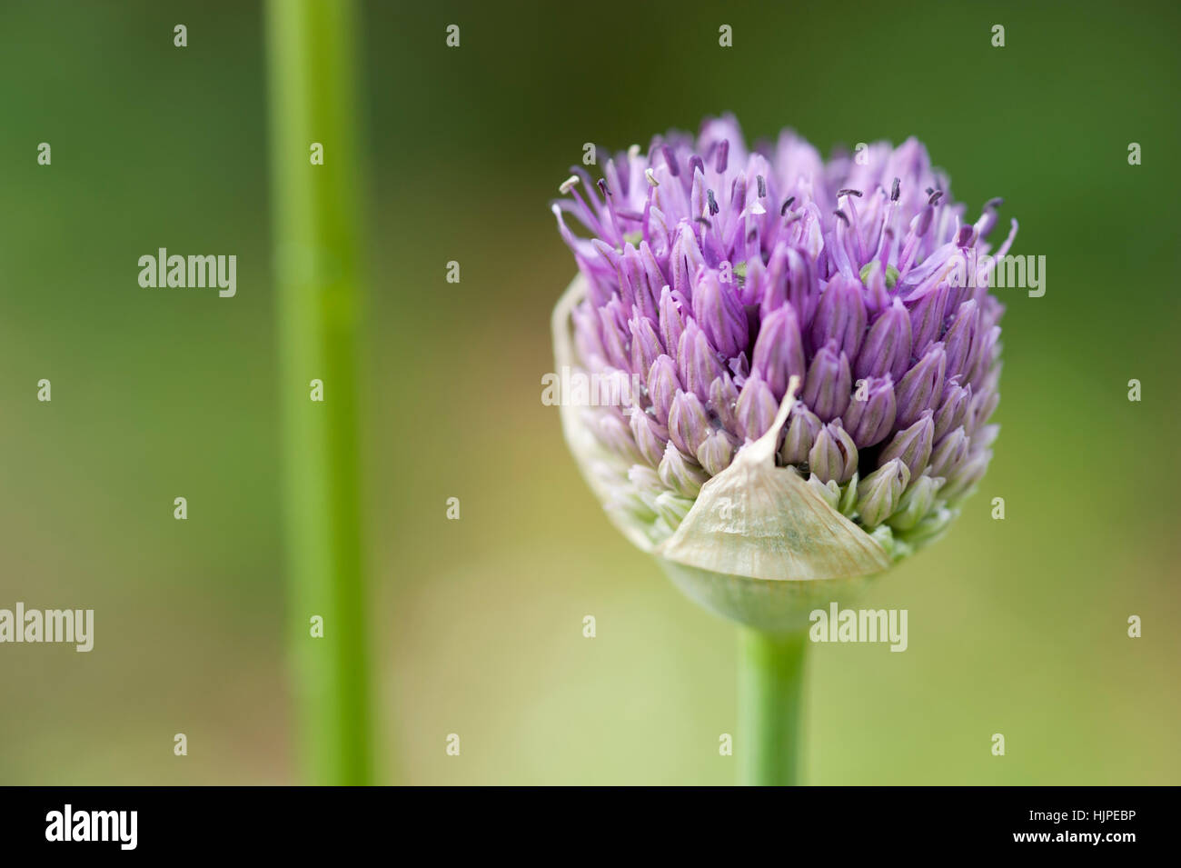 Alliumallium hi-res stock photography and images - Alamy