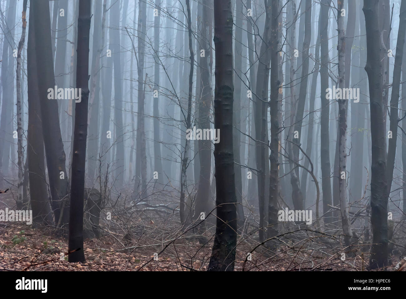 Beech forest in the fog Stock Photo - Alamy