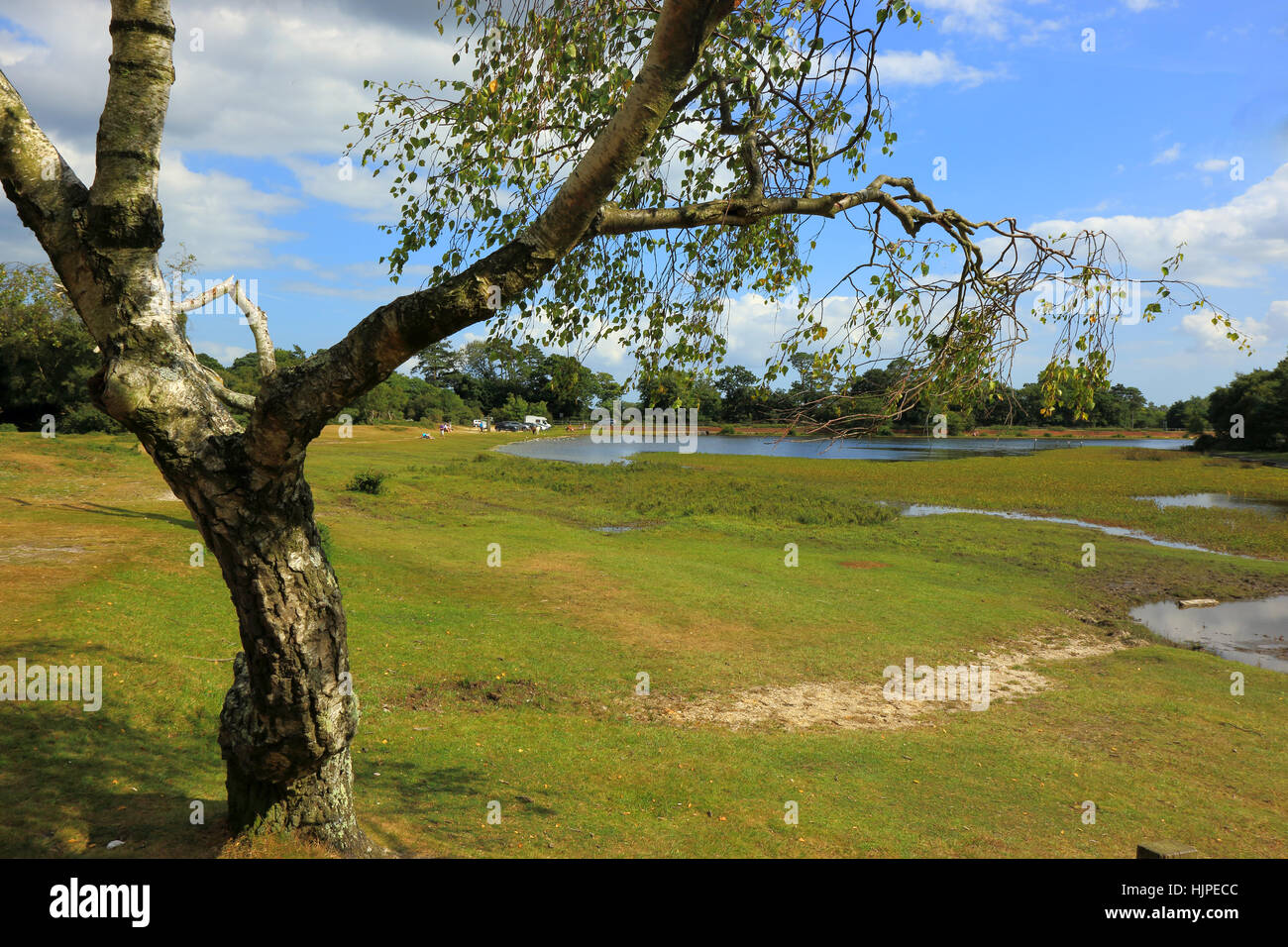 A view of the New Forest countryside at Hatchet Pond Stock Photo - Alamy
