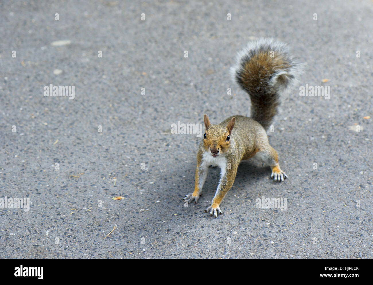 A grey Squirrel looking up Stock Photo - Alamy