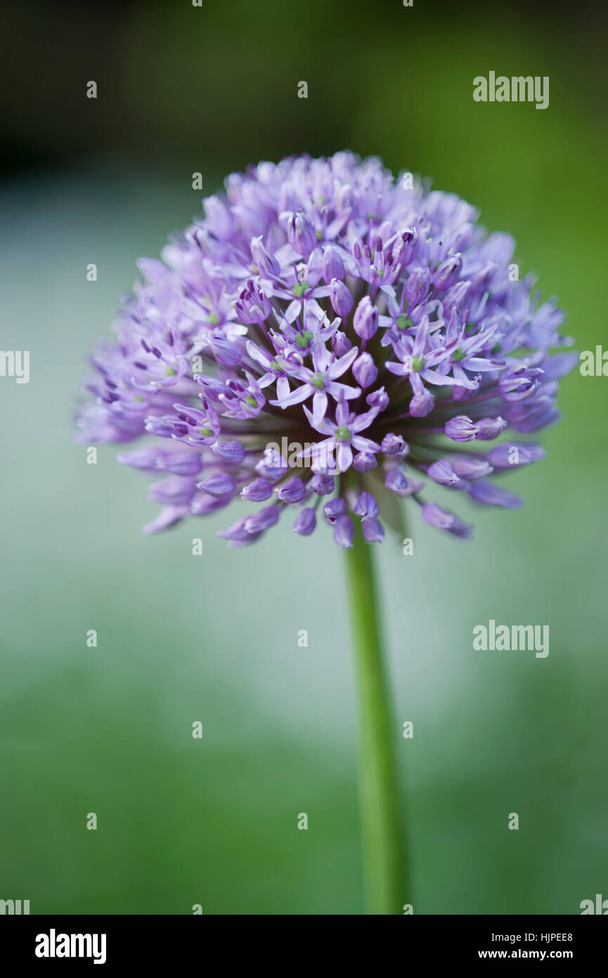 Alliumallium hi-res stock photography and images - Alamy