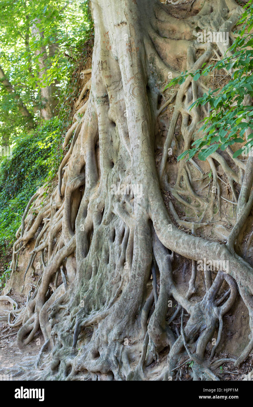 Family roots hi-res stock photography and images - Alamy