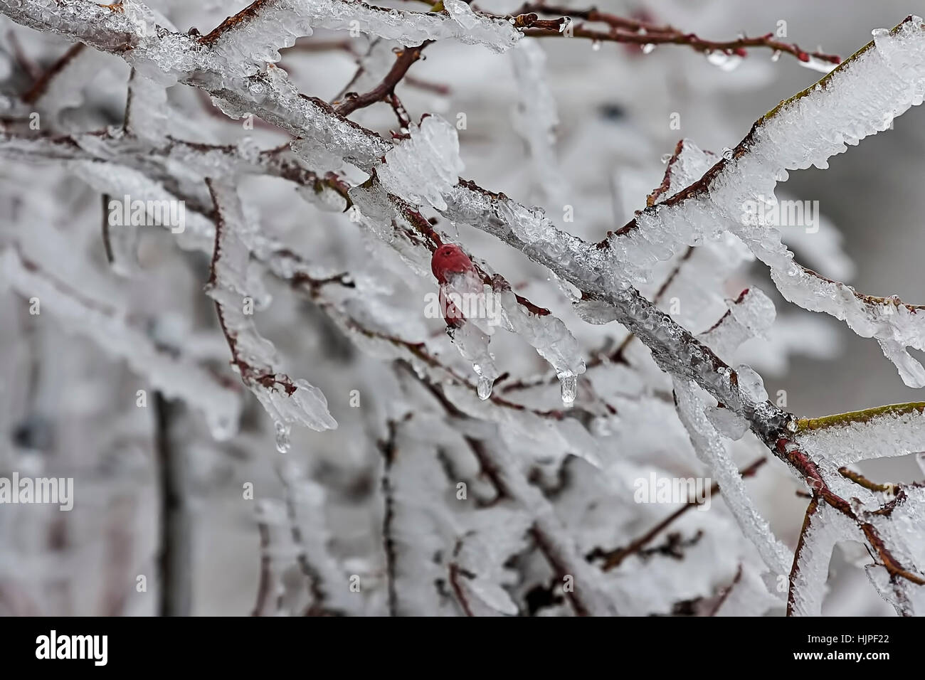 Frost rose hi-res stock photography and images - Alamy