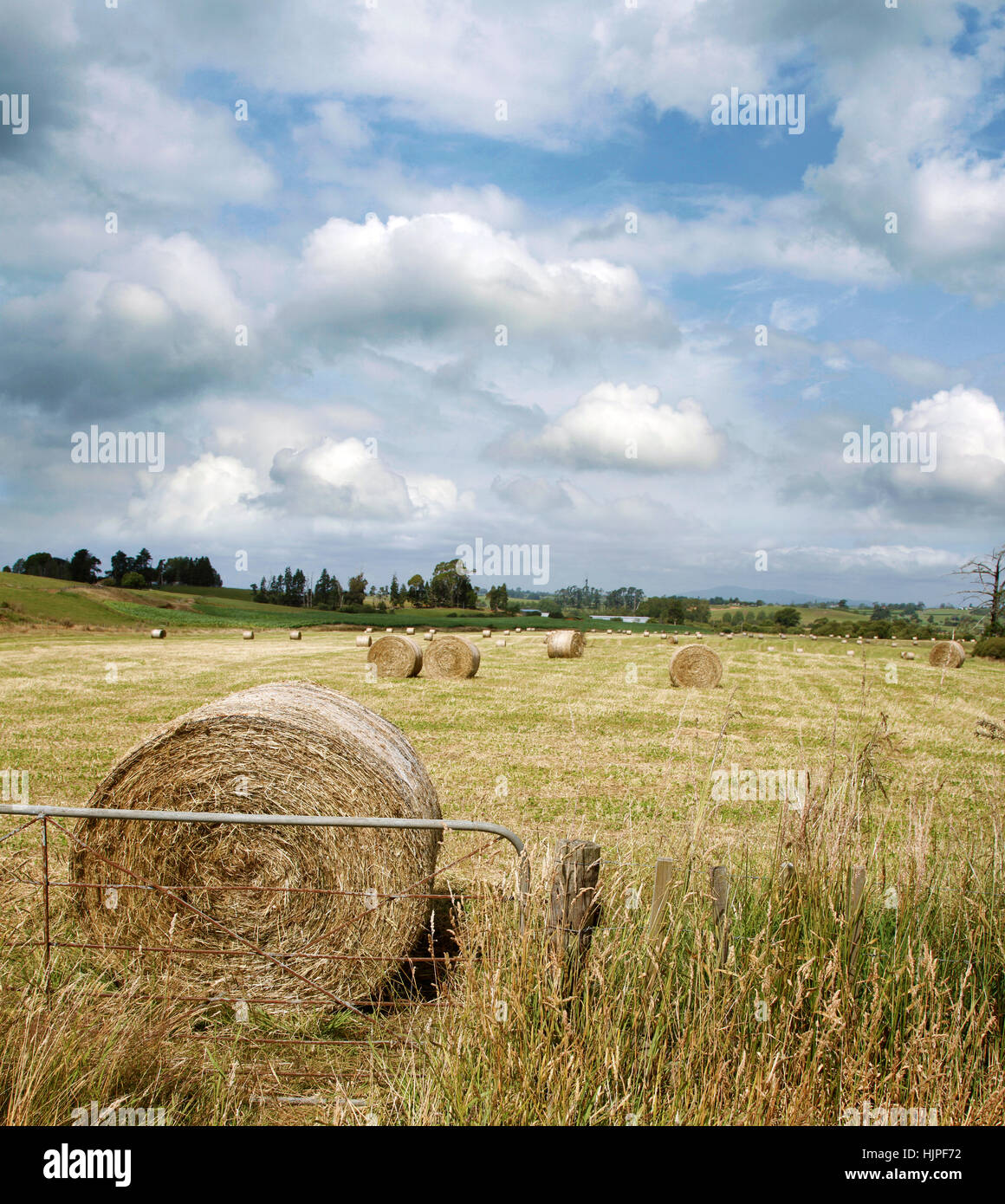 Hay bales in a field Stock Photo - Alamy
