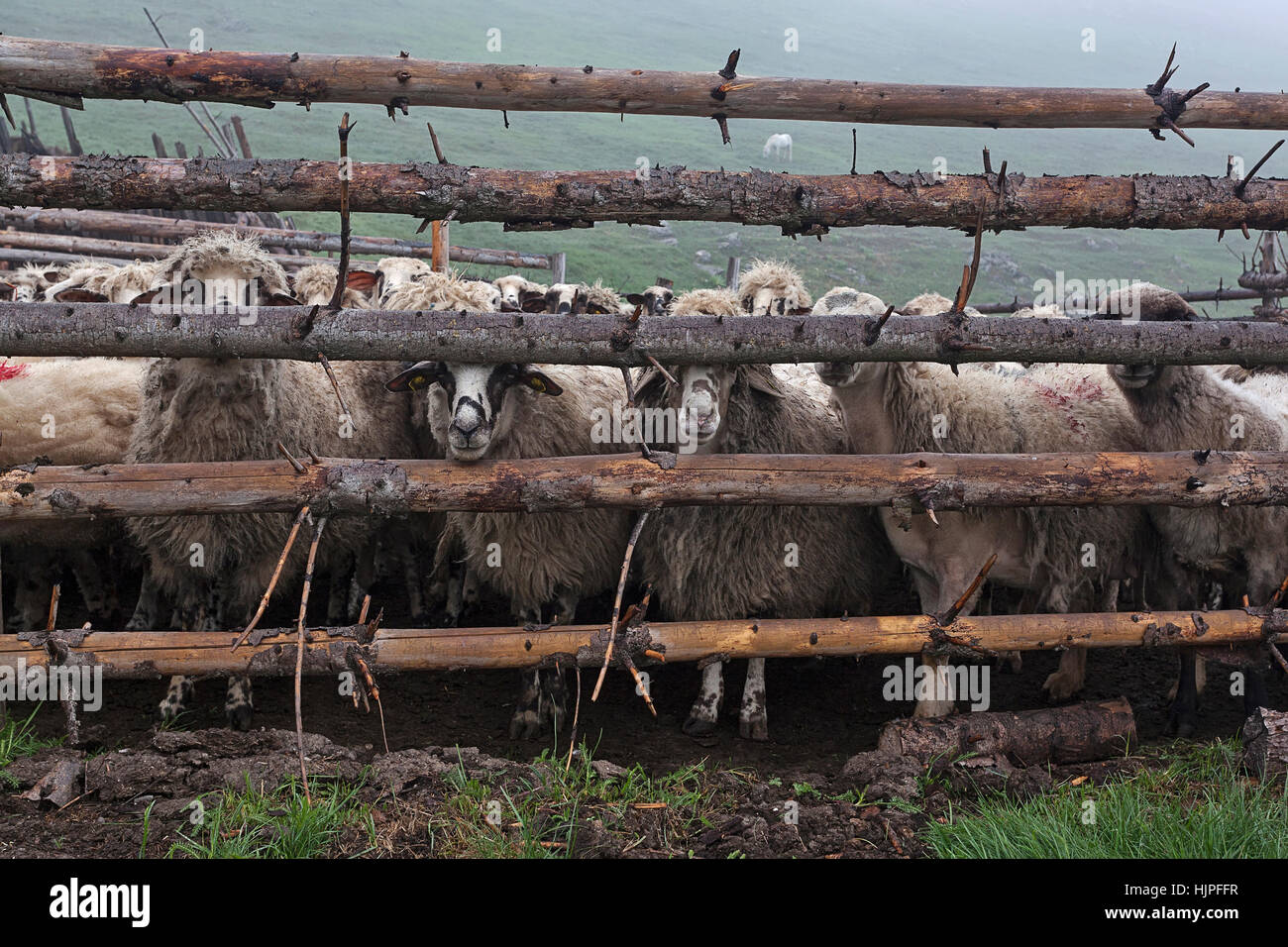Sheep in the meadow in the mist on the grass covered with dew behind ...