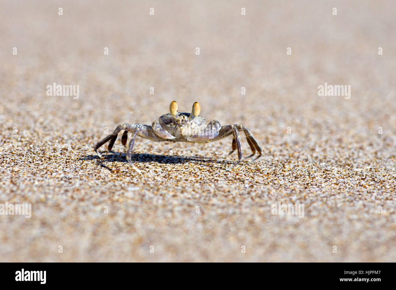 legs, environment, enviroment, animal, wild, beach, seaside, the beach ...