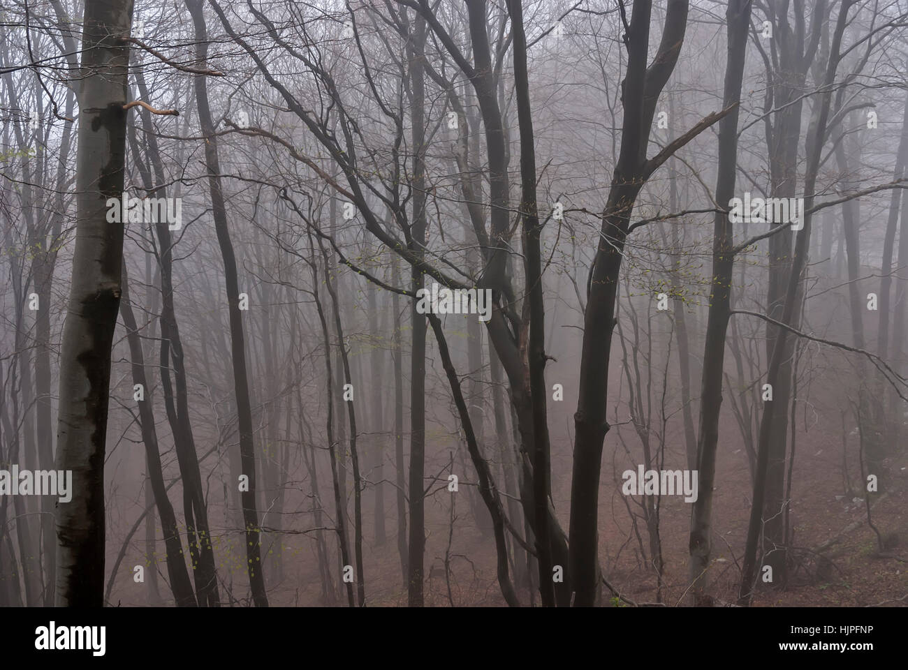 Fog forests hi-res stock photography and images - Alamy