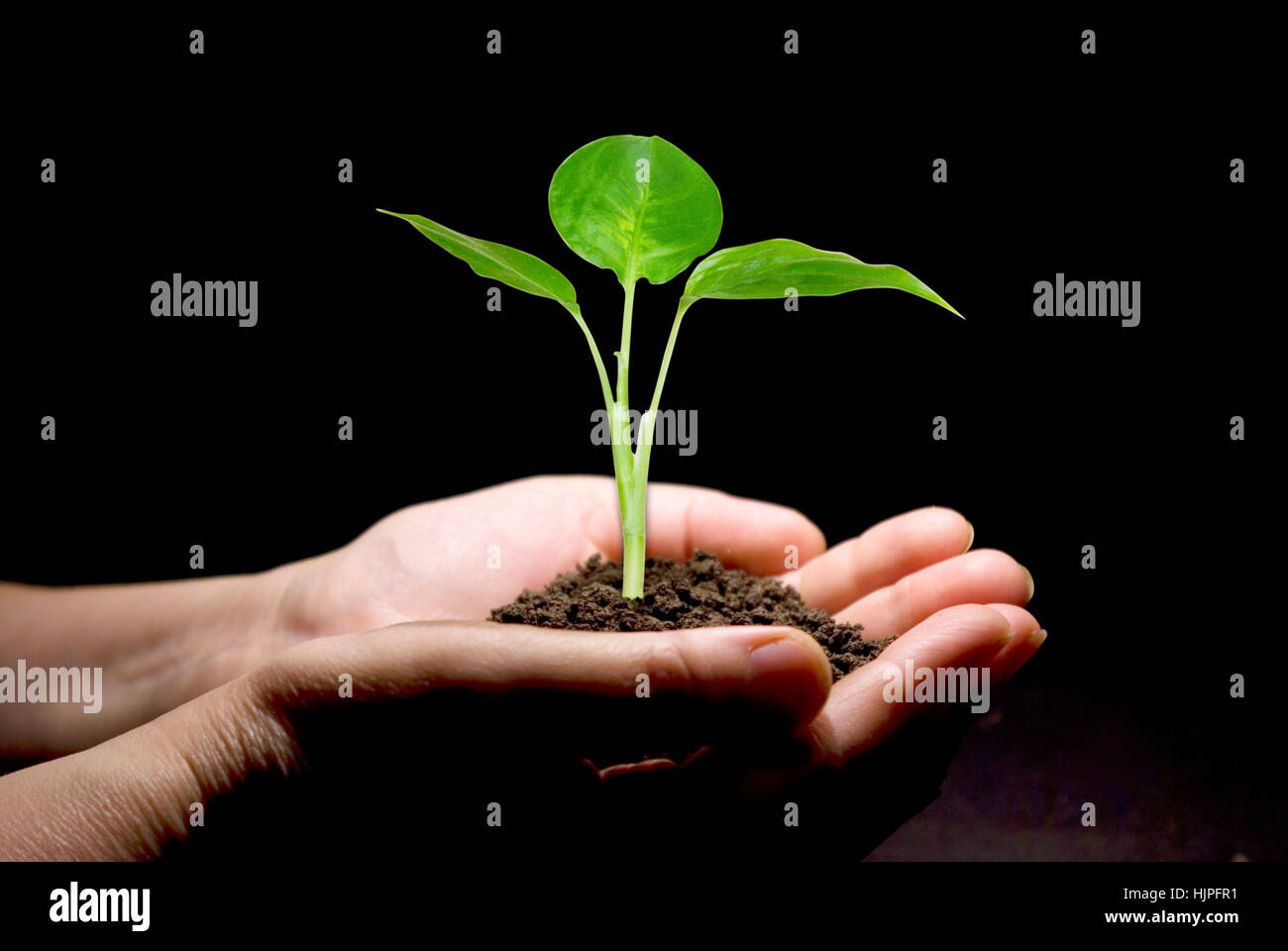 Hands holding sapling in soil Stock Photo - Alamy