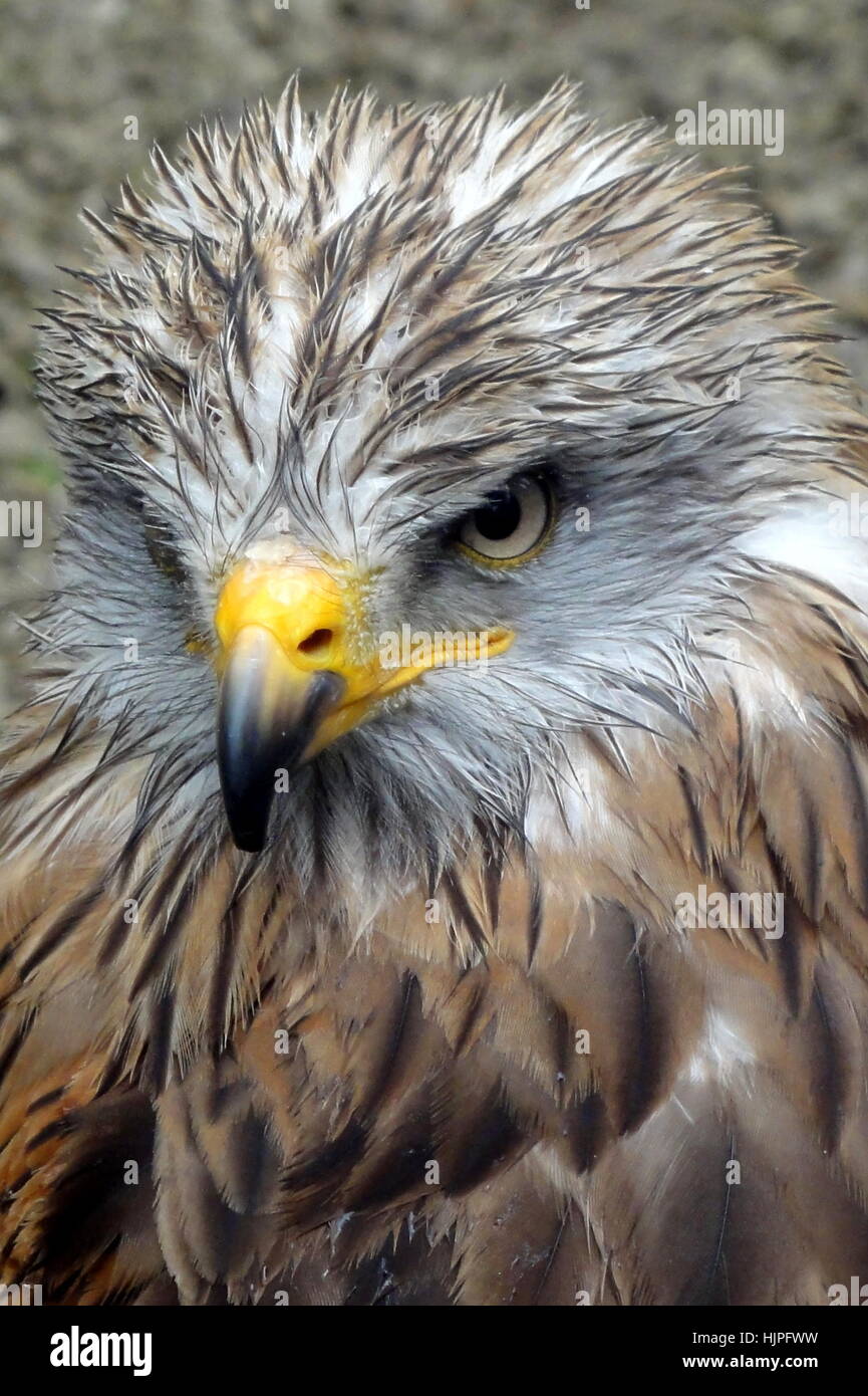 Red kite head hi-res stock photography and images - Alamy