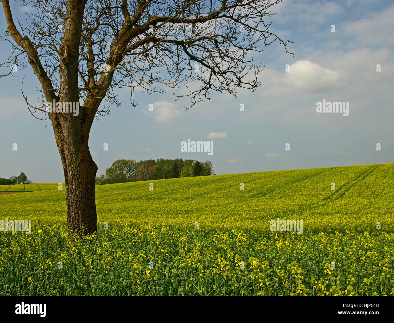 tree, trunk, Rape field, field, acre, cultivation, blue, tree, green ...