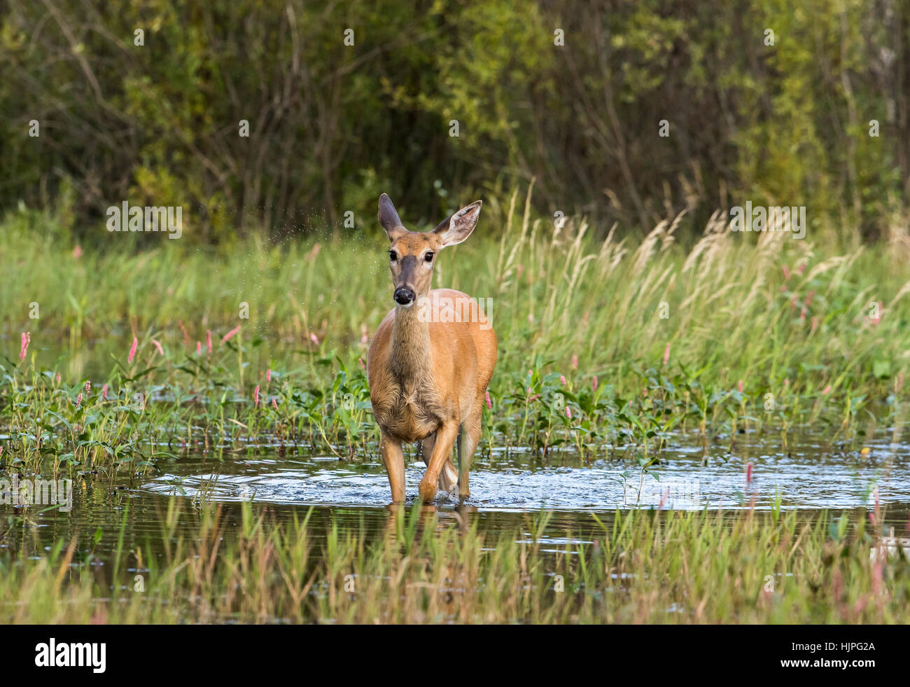 White-tailed doe walking in the shallow water Stock Photo - Alamy