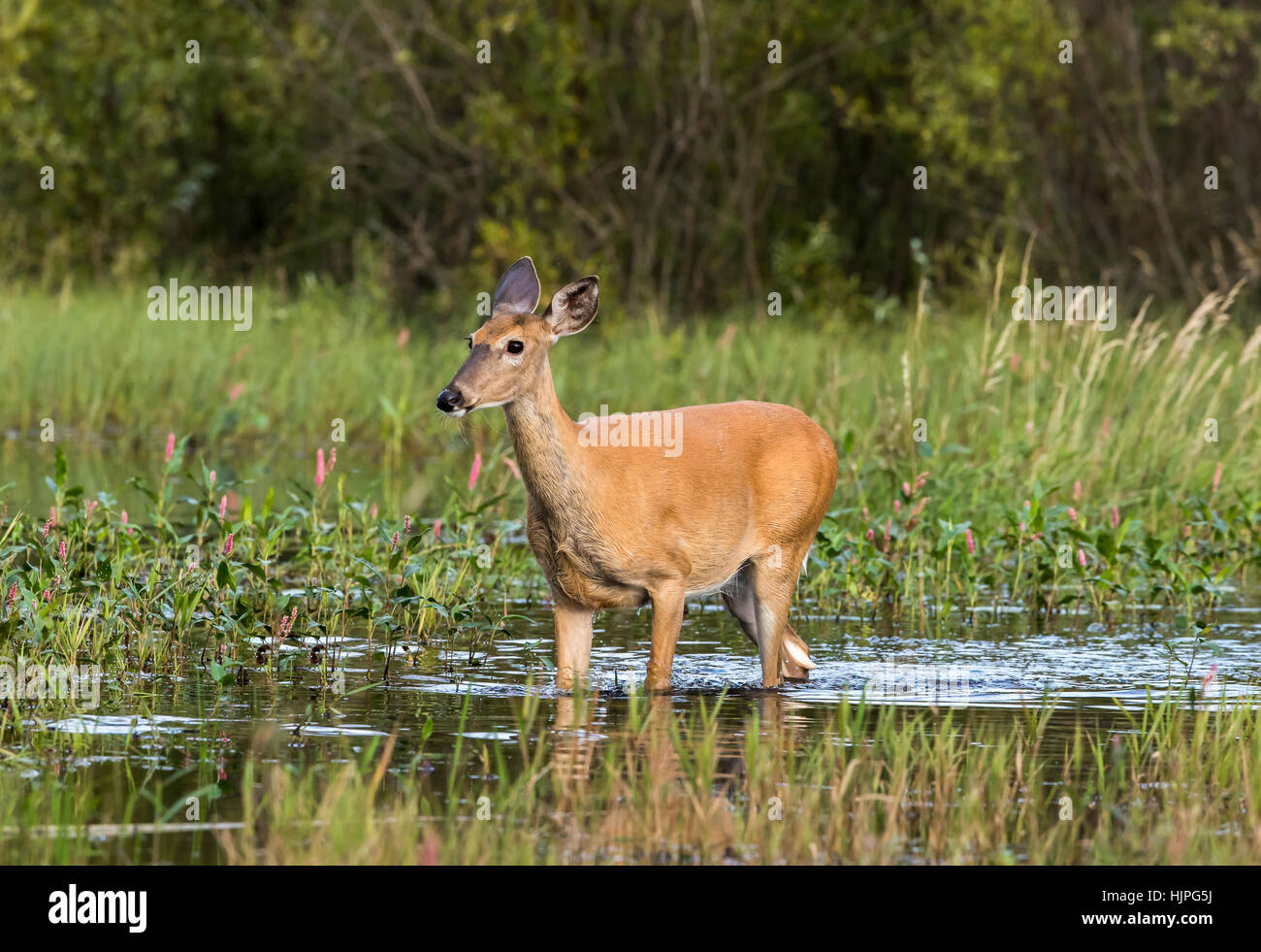 White-tailed doe walking in the shallow water Stock Photo - Alamy