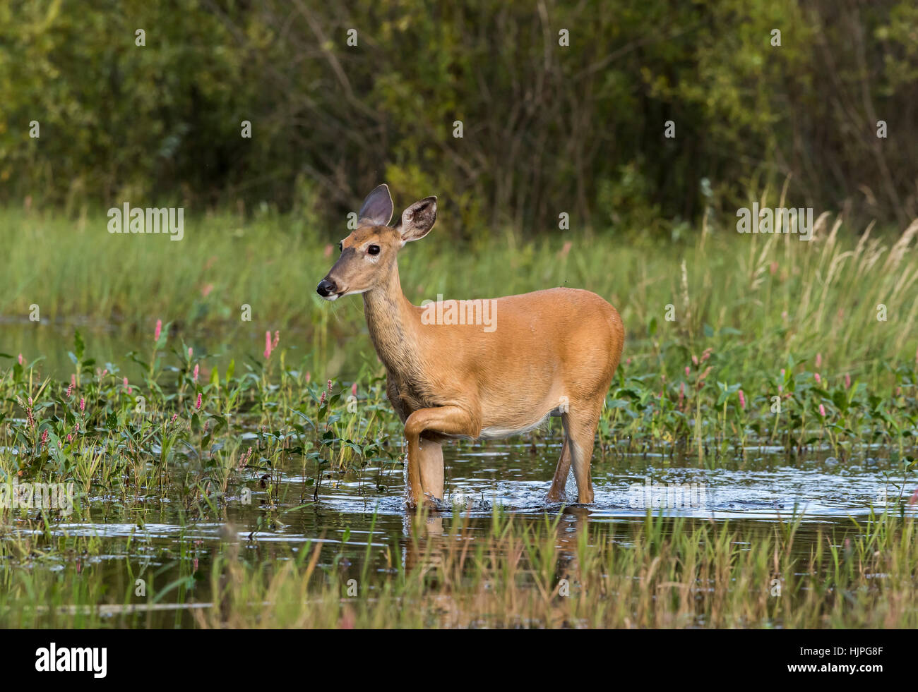 Walking outside pond water lake hi-res stock photography and images - Alamy