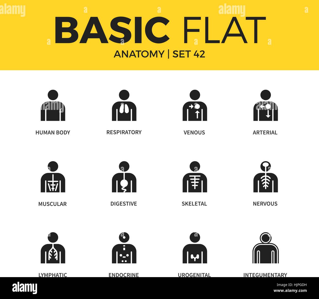 Basic set of anatomy icons Stock Vector Image & Art - Alamy