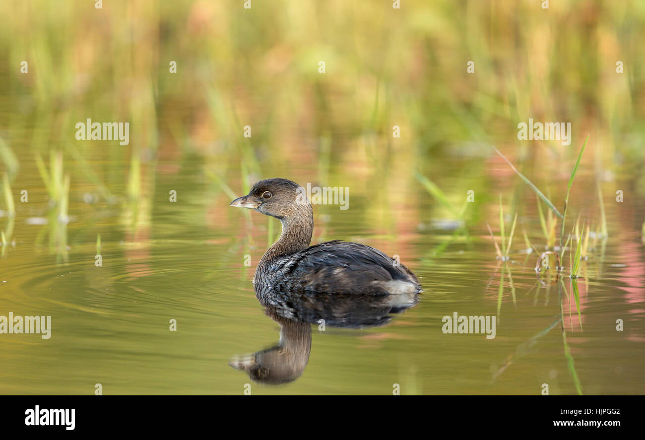 Pied grebe hi-res stock photography and images - Alamy