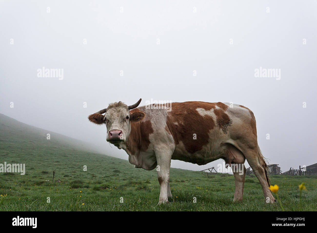 Mist cows field autumn pasture field hi-res stock photography and ...