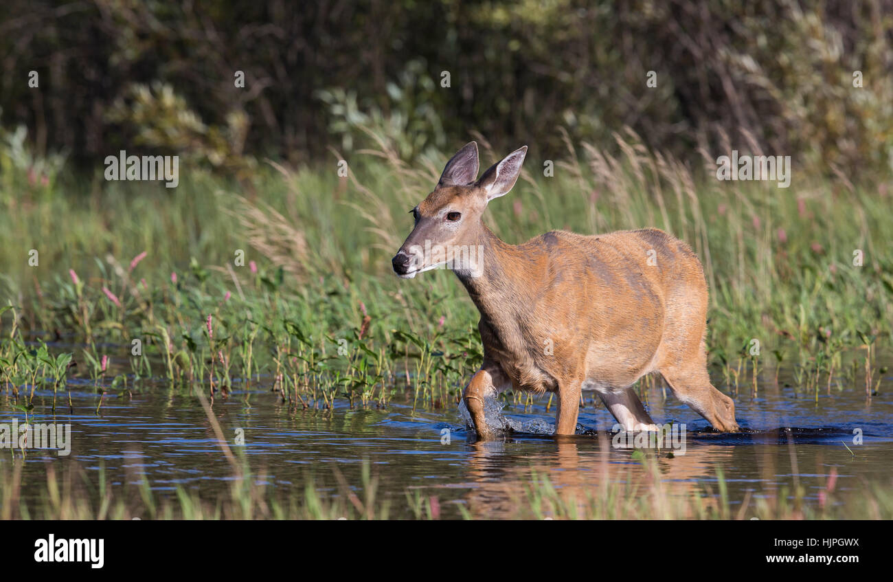 White-tailed doe walking in the water Stock Photo - Alamy