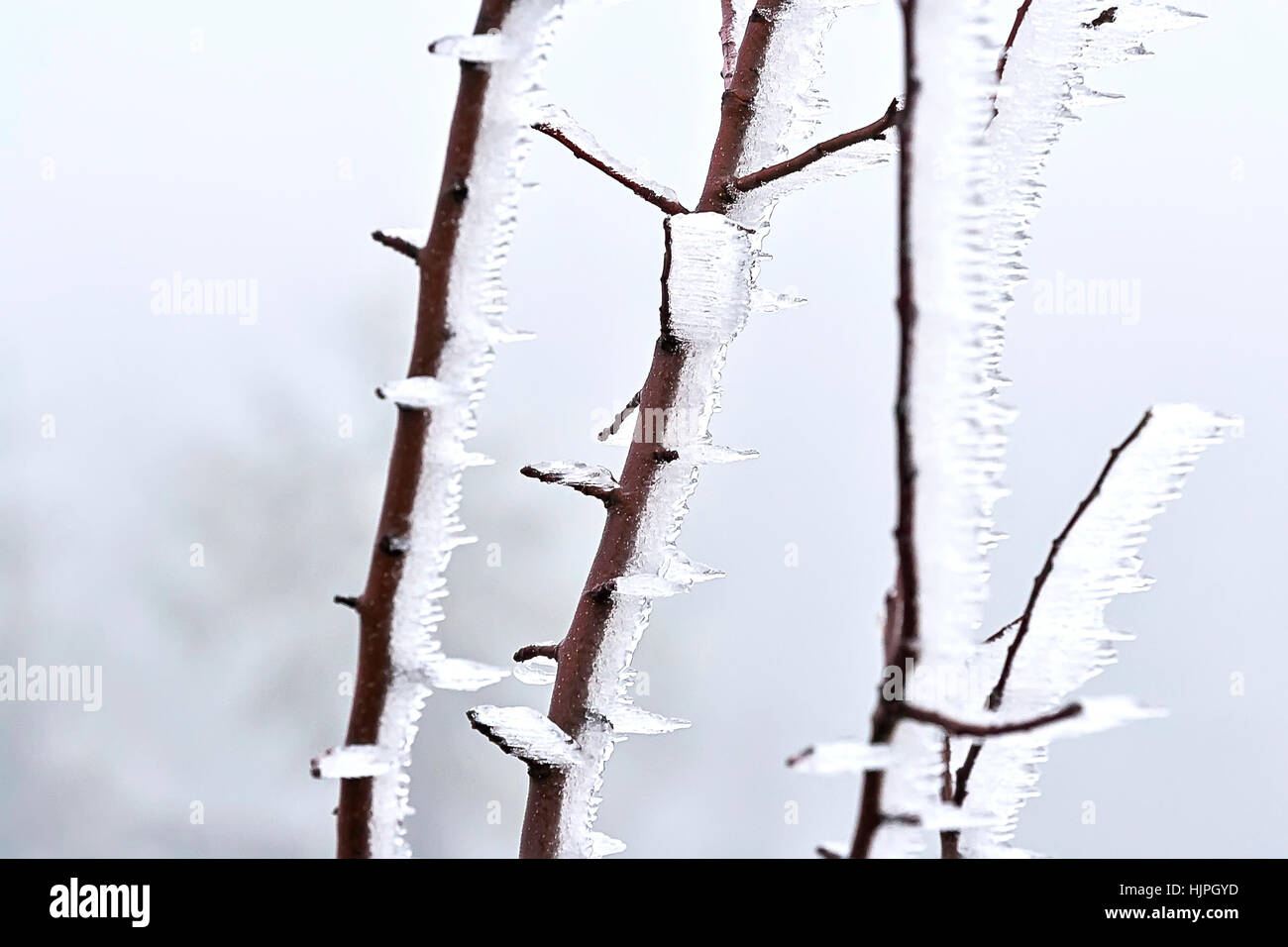 Ice covered fruit tree hi-res stock photography and images - Alamy