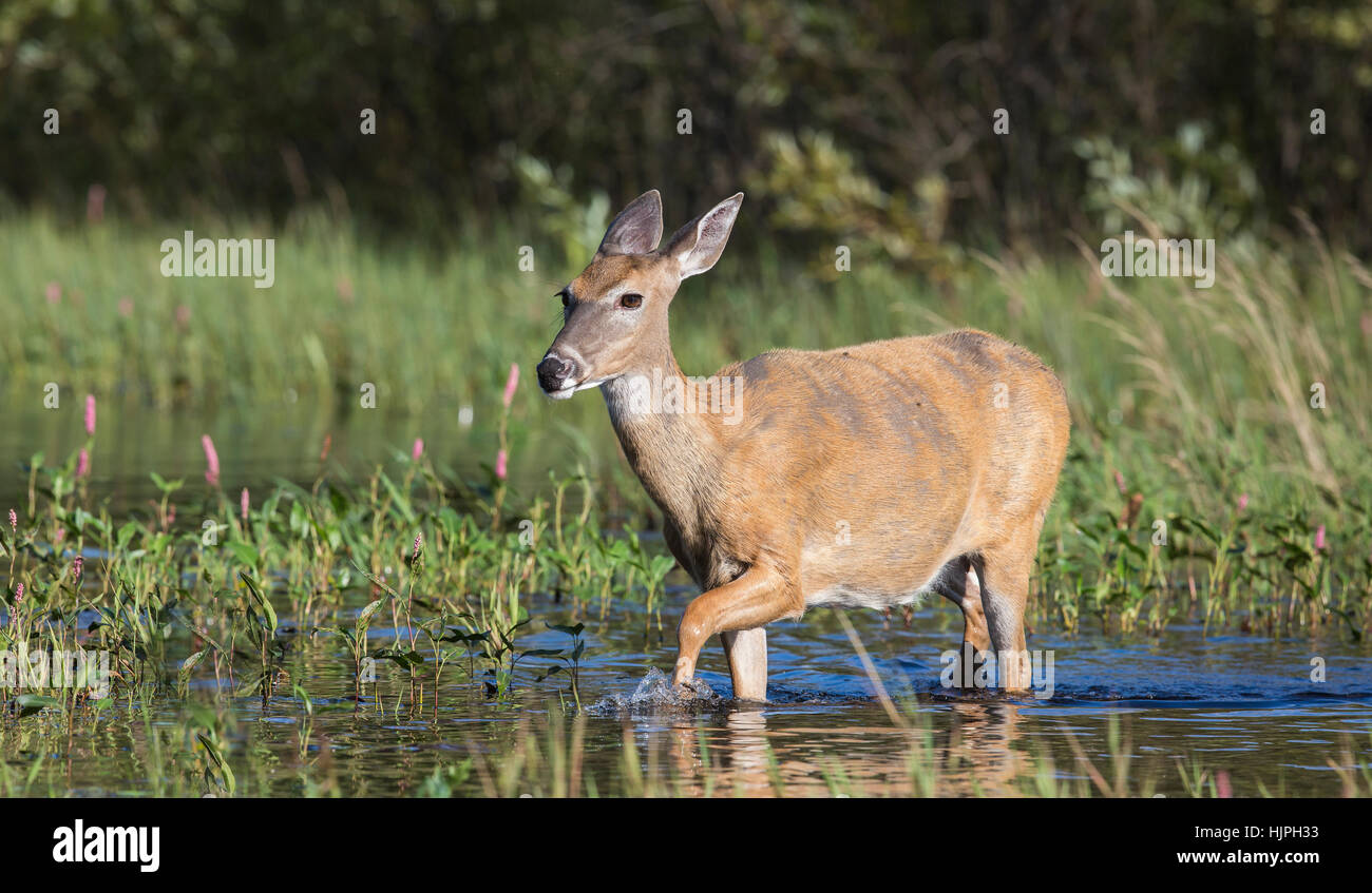 White-tailed doe walking in the water Stock Photo - Alamy