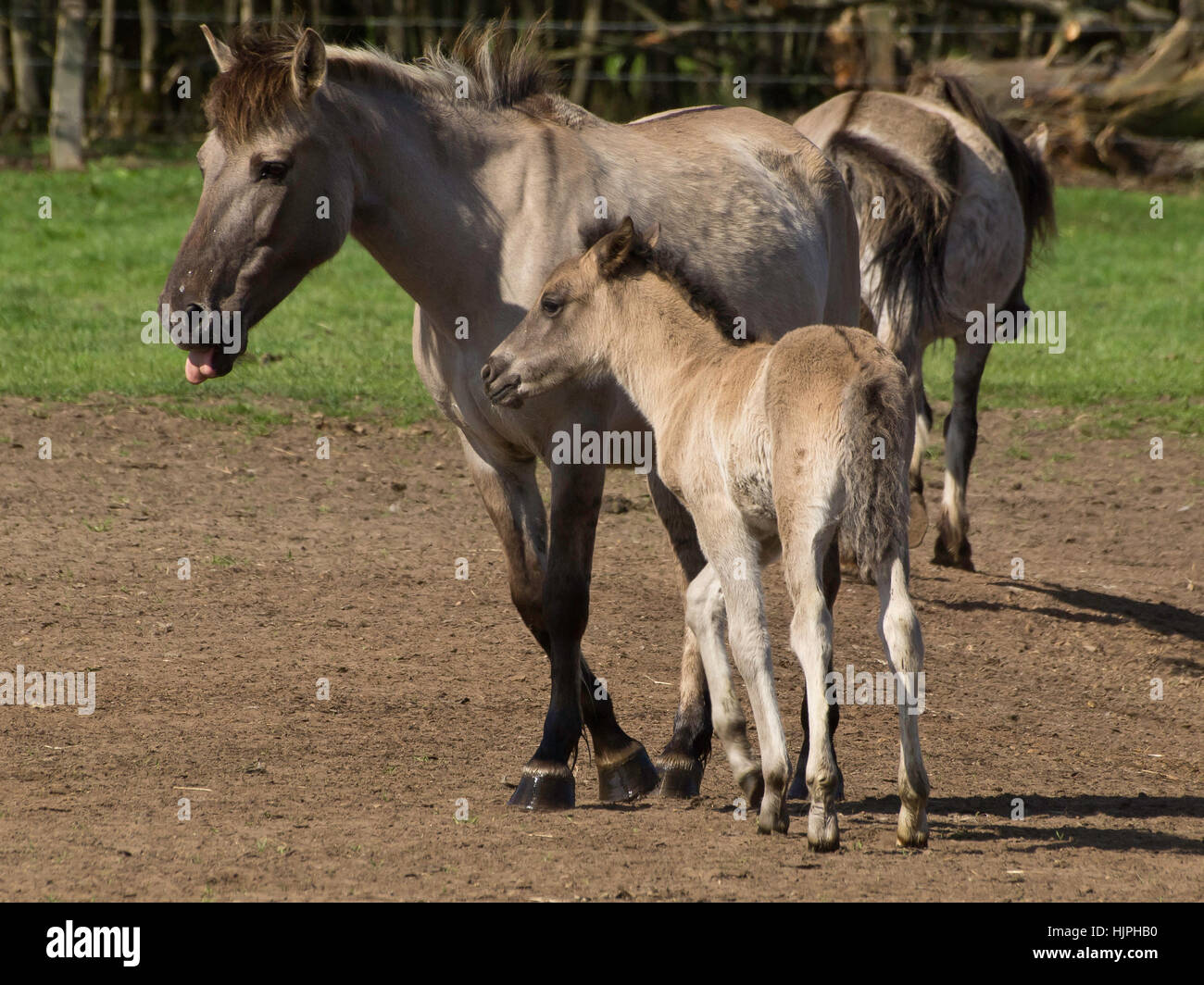 wild horses in mnsterland Stock Photo - Alamy