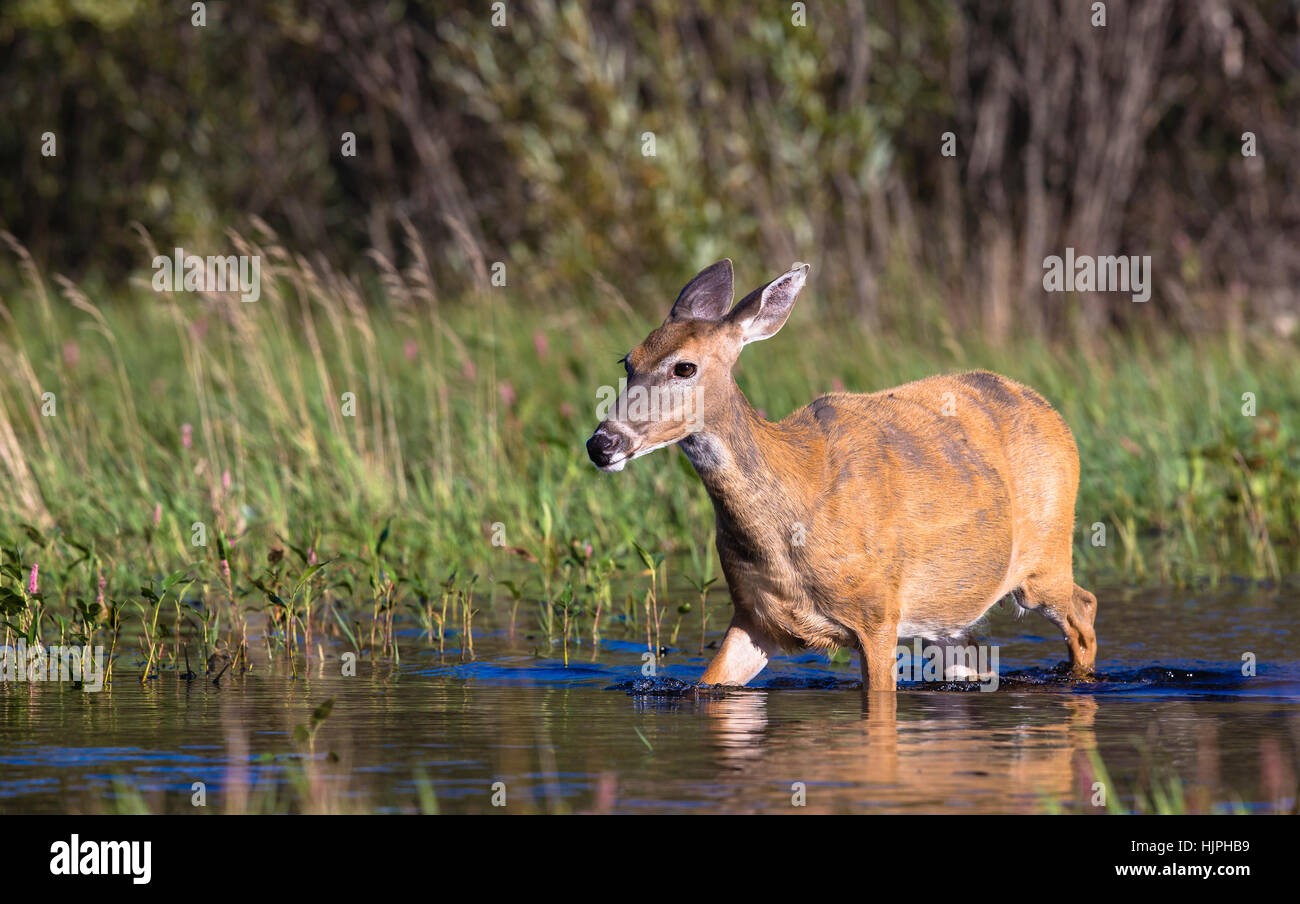 White-tailed doe walking in the water Stock Photo - Alamy