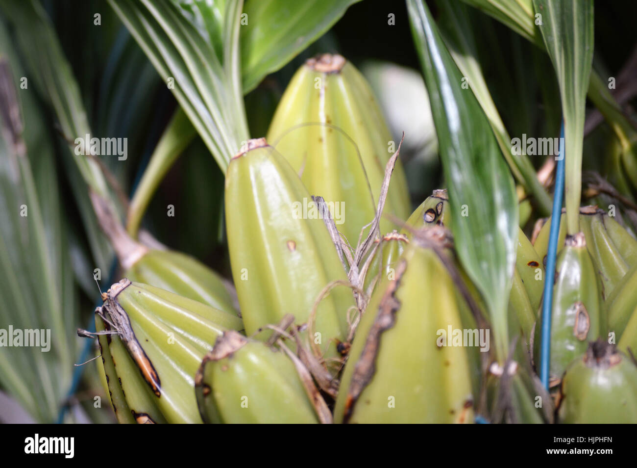 Plantain fruit hi-res stock photography and images - Alamy