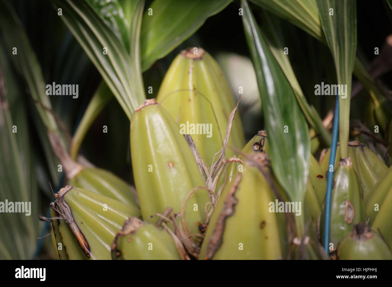 Plantain fruit hi-res stock photography and images - Alamy