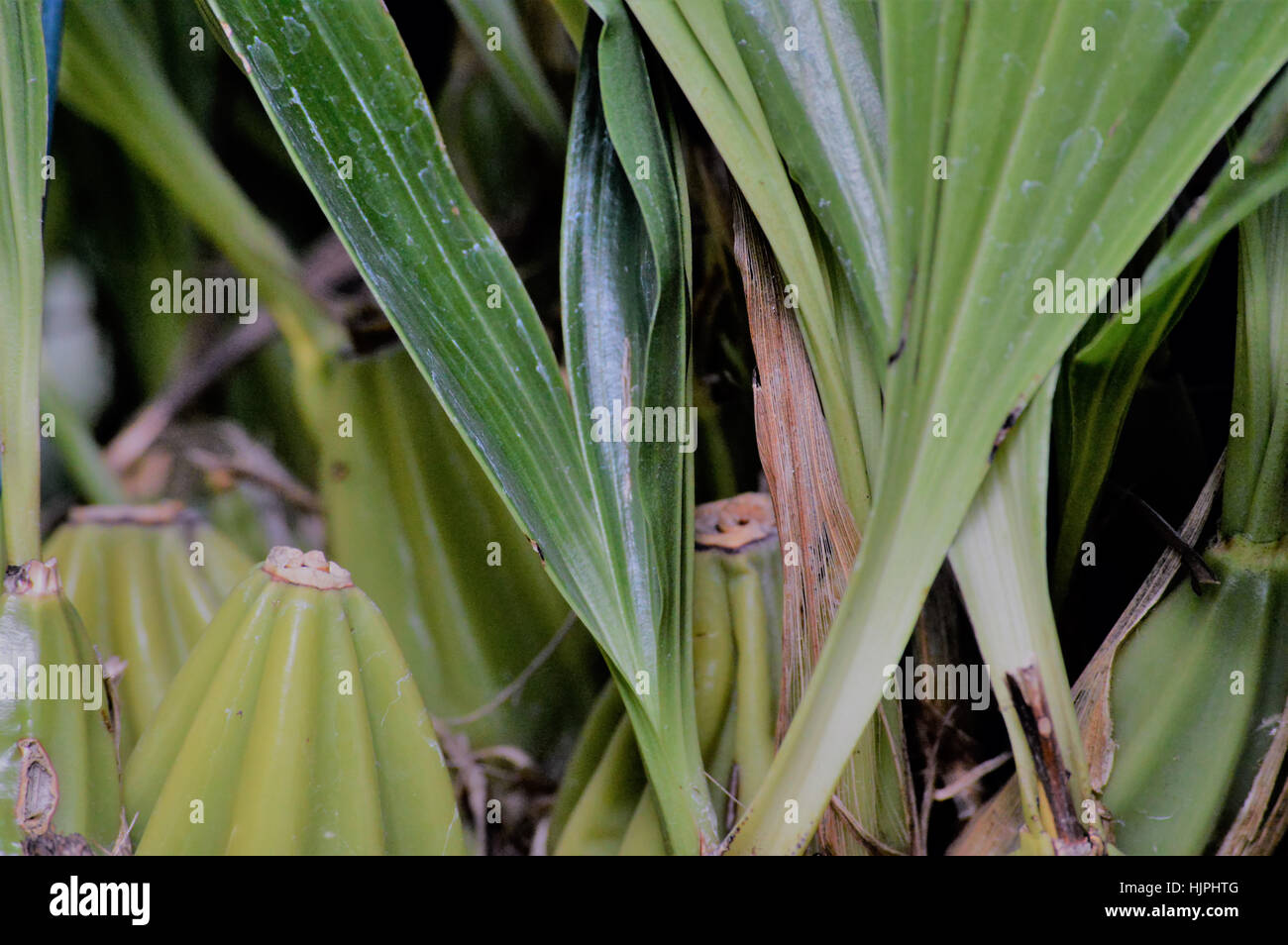 Plantain fruit hi-res stock photography and images - Alamy
