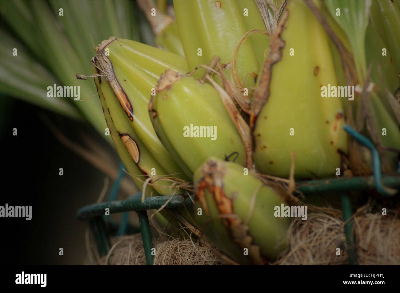 Plantain fruit hi-res stock photography and images - Alamy