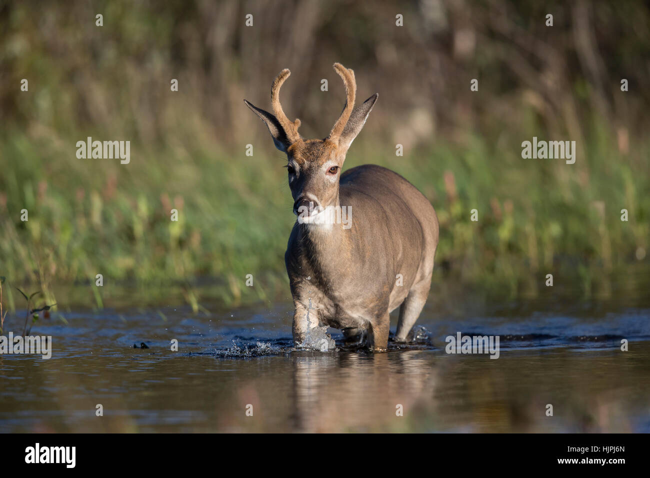 Female water buck hi-res stock photography and images - Alamy