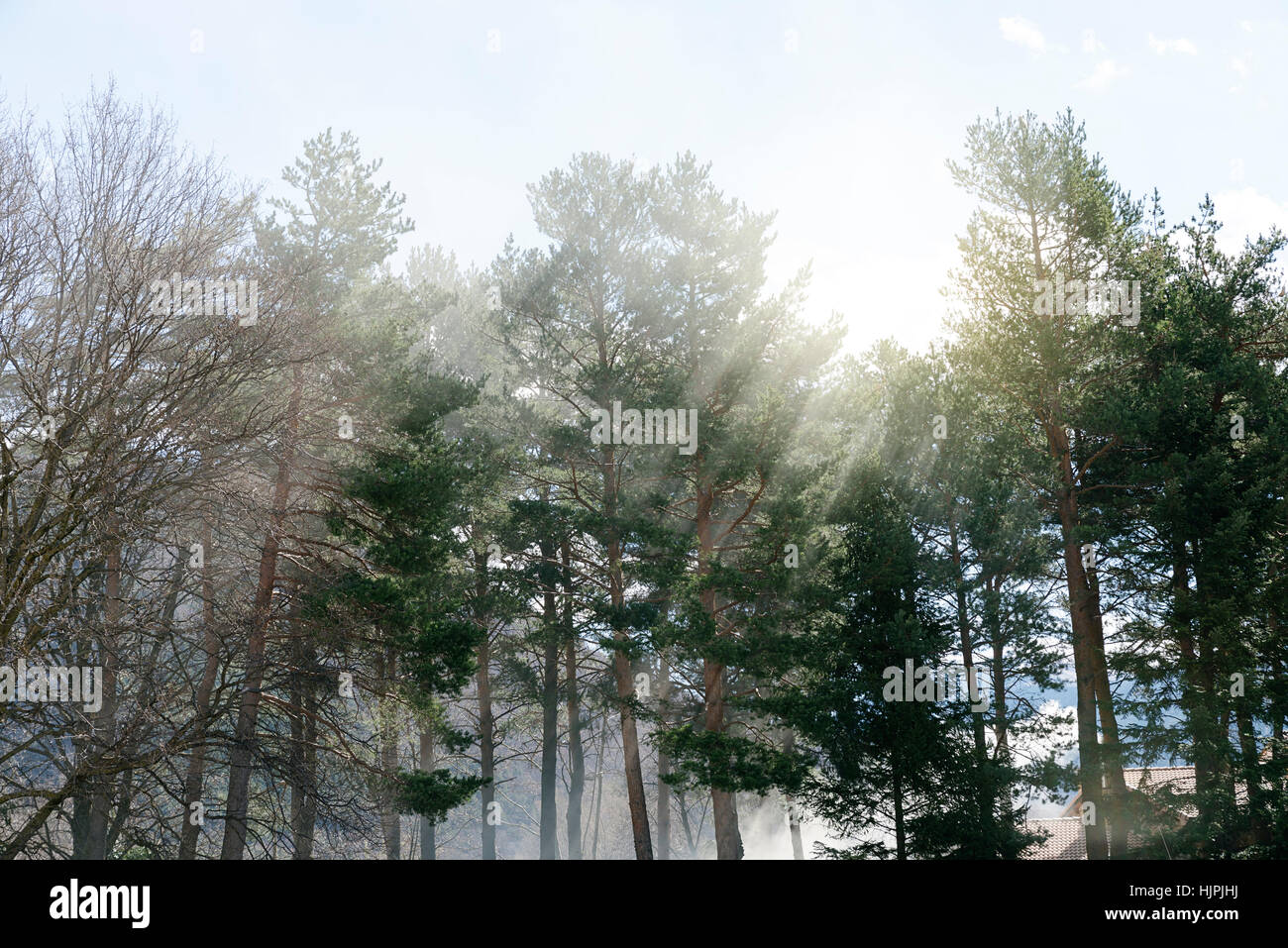 God rays between trees. Forest concept Stock Photo - Alamy