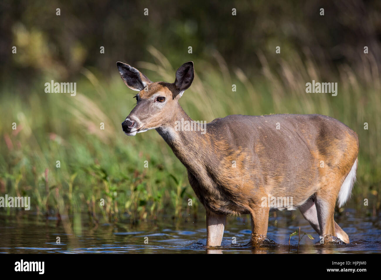White-tailed doe wading in shallow water Stock Photo - Alamy
