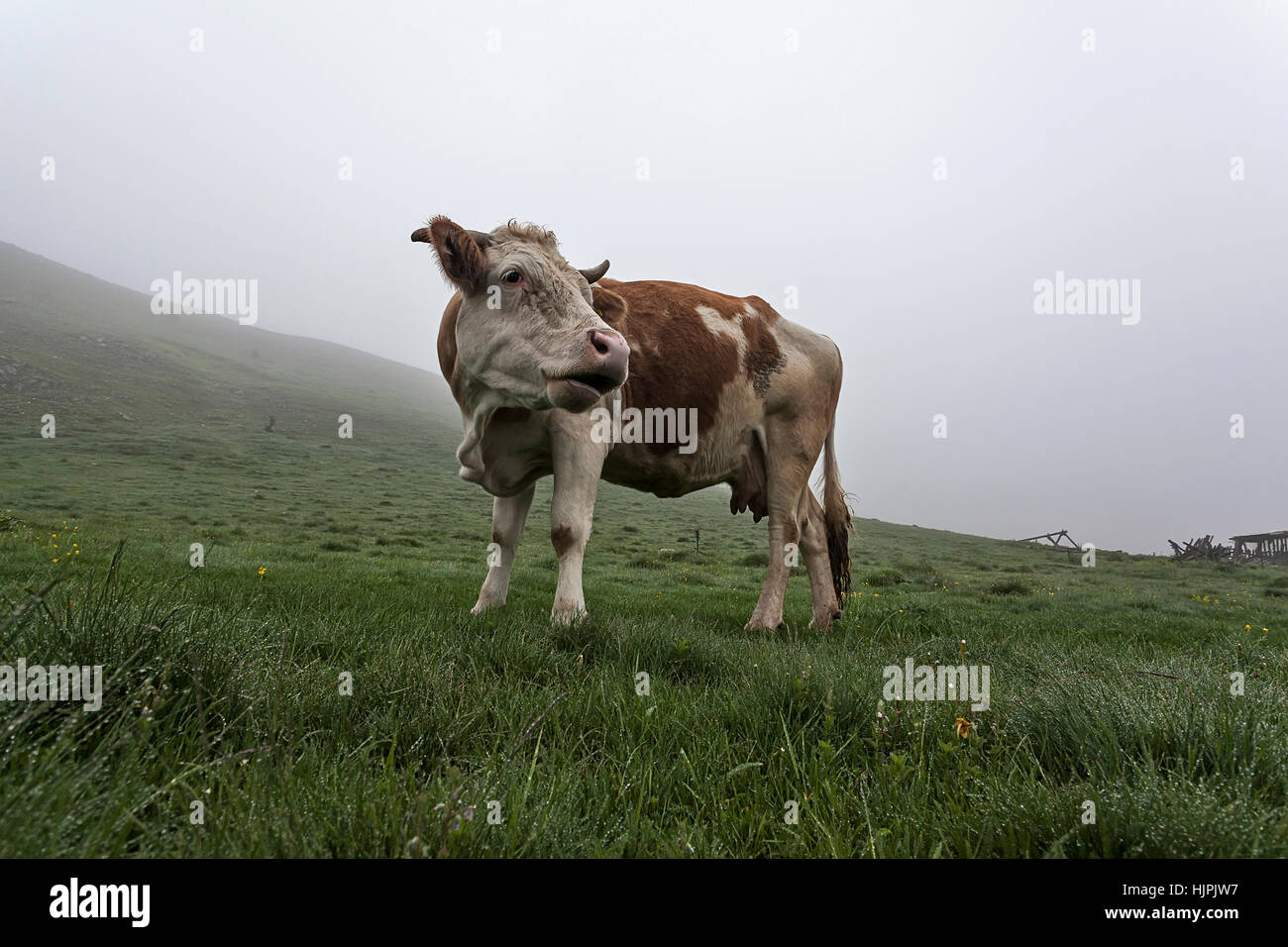 Mist cows field autumn pasture field hi-res stock photography and ...