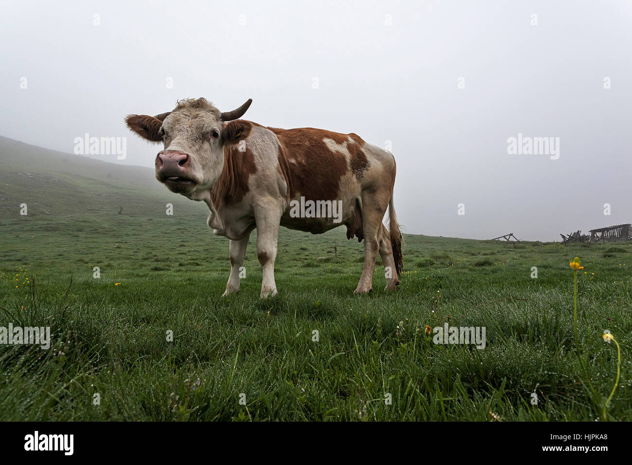 Cow in the meadow in the mist on the grass covered with dew Stock Photo ...