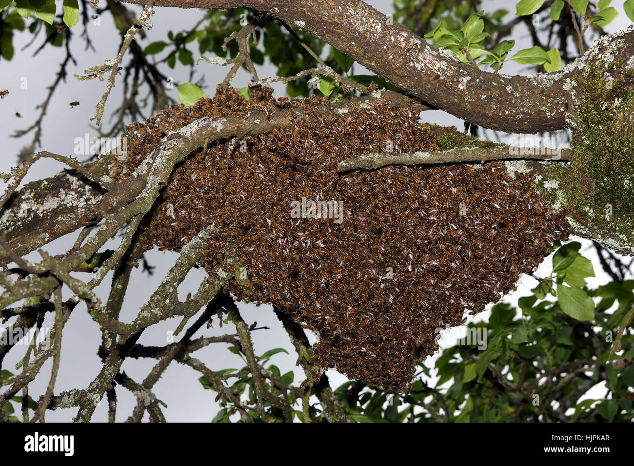 tree, flies, insects, animals, branch, bees, beehive, disconnection ...