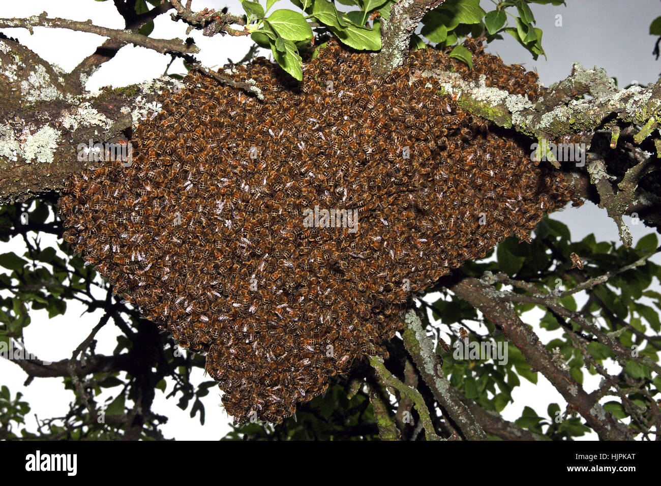 tree, flies, insects, animals, branch, bees, beehive, disconnection ...