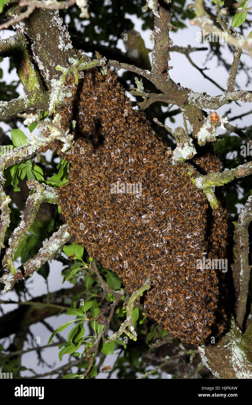 tree, flies, insects, animals, branch, bees, beehive, disconnection ...