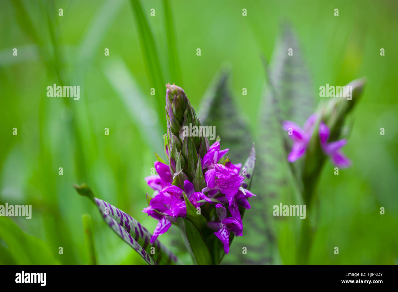 protected, sheltered, flower, orchid, plant, protected, sheltered ...