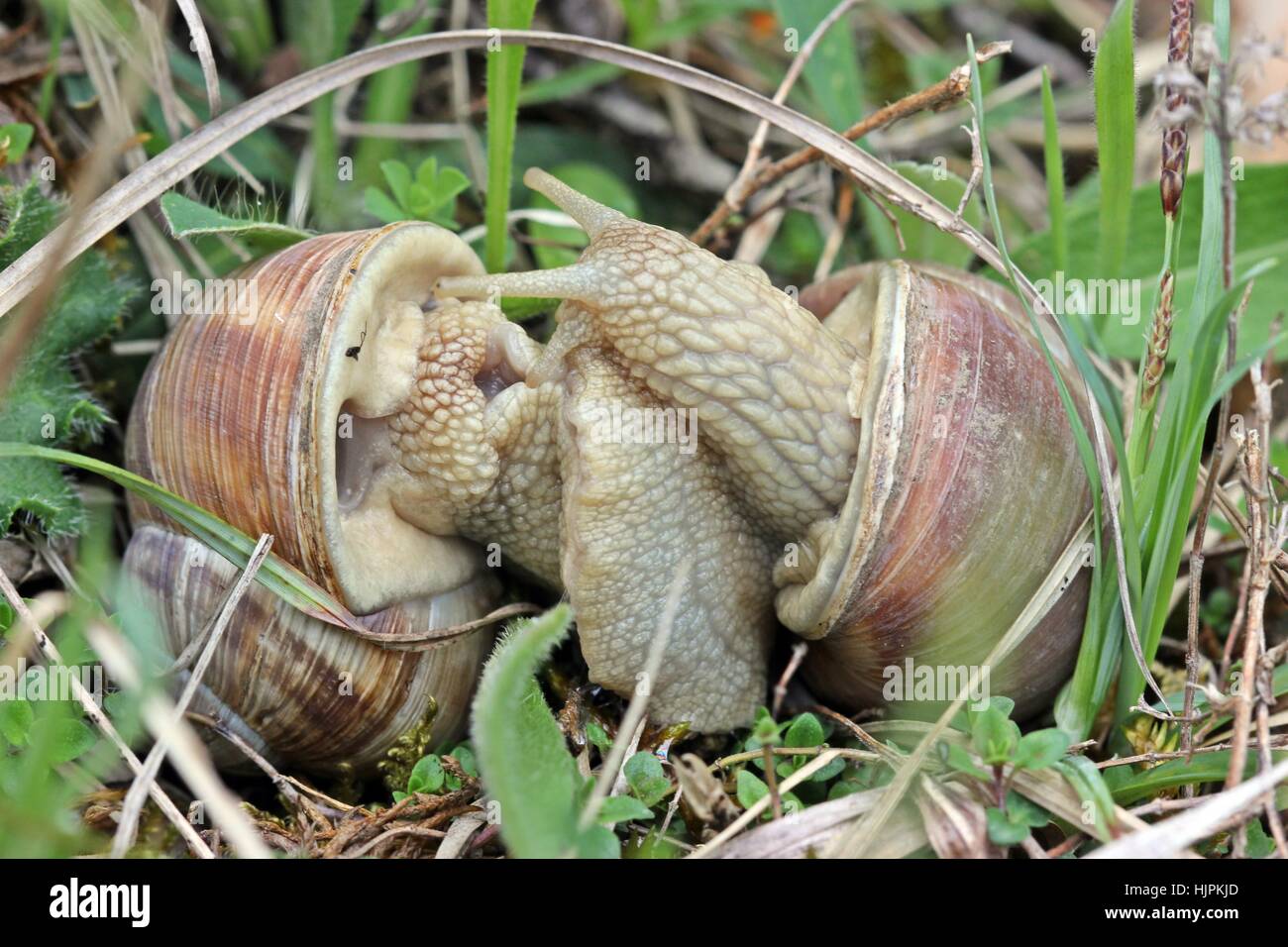 snail, escargots, edible snail, mating, mate, love, in love, fell in ...