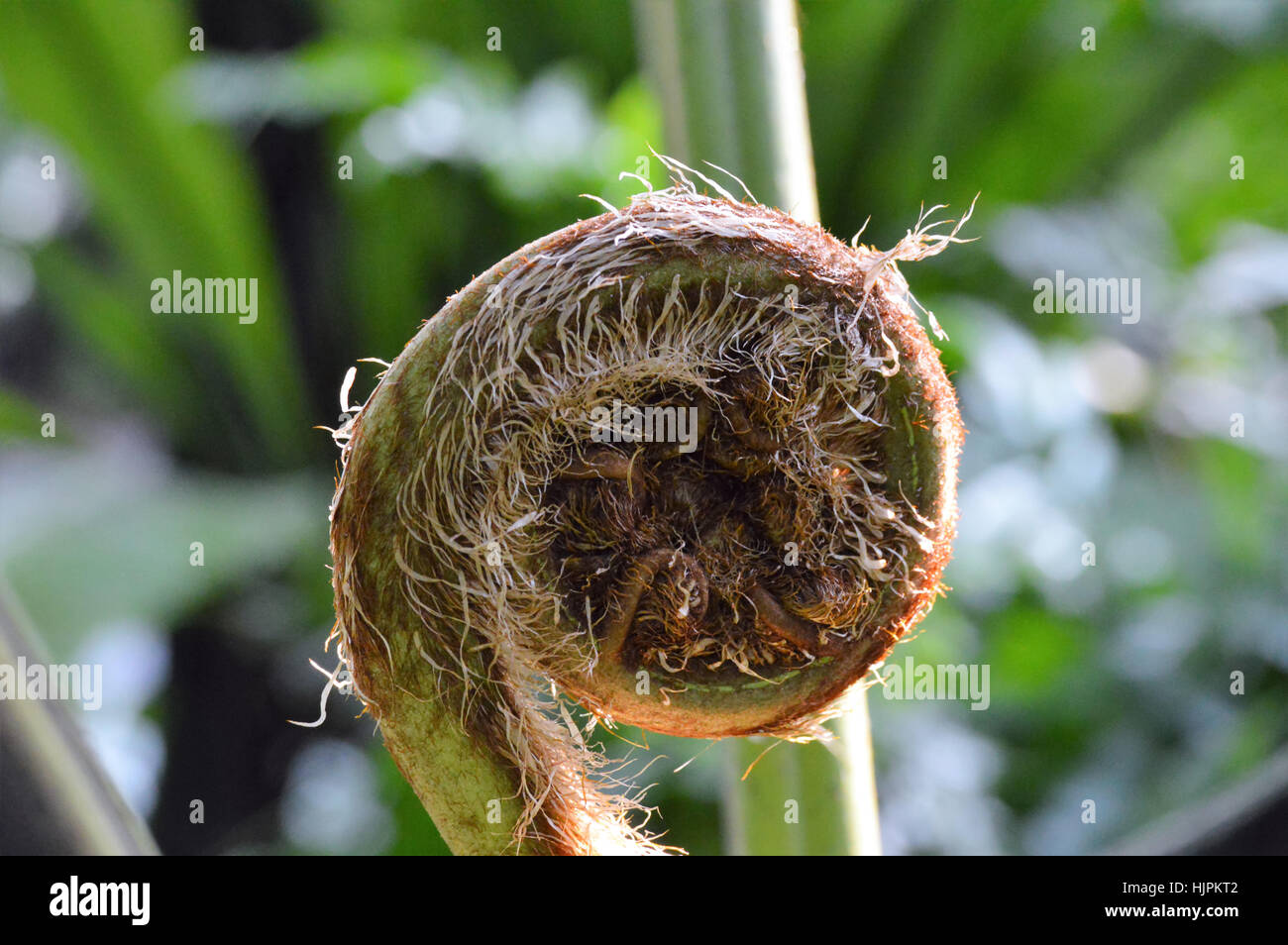 Center of fern hi-res stock photography and images - Alamy