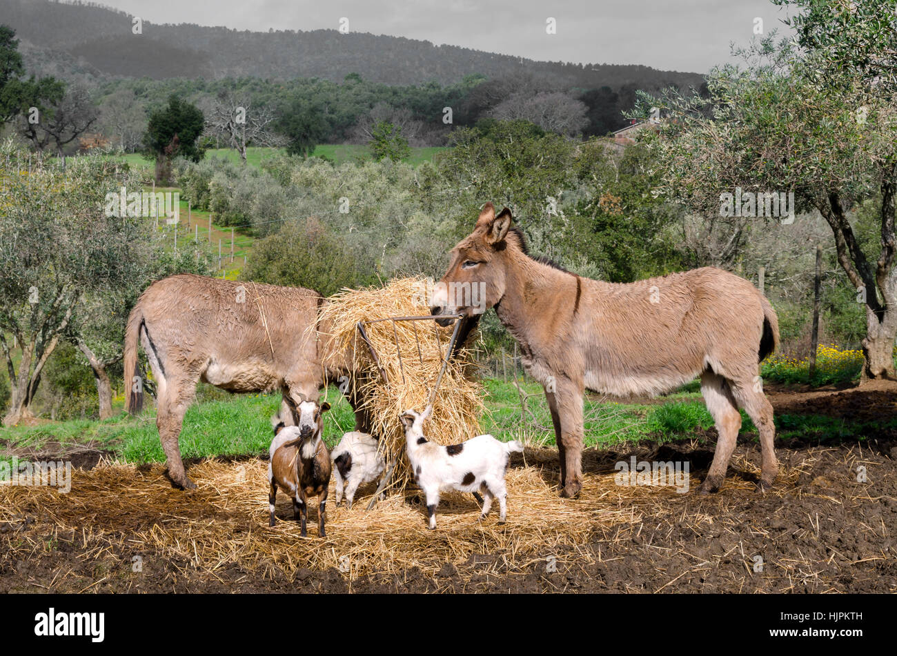 environment, enviroment, animal, donkey, environment, enviroment ...