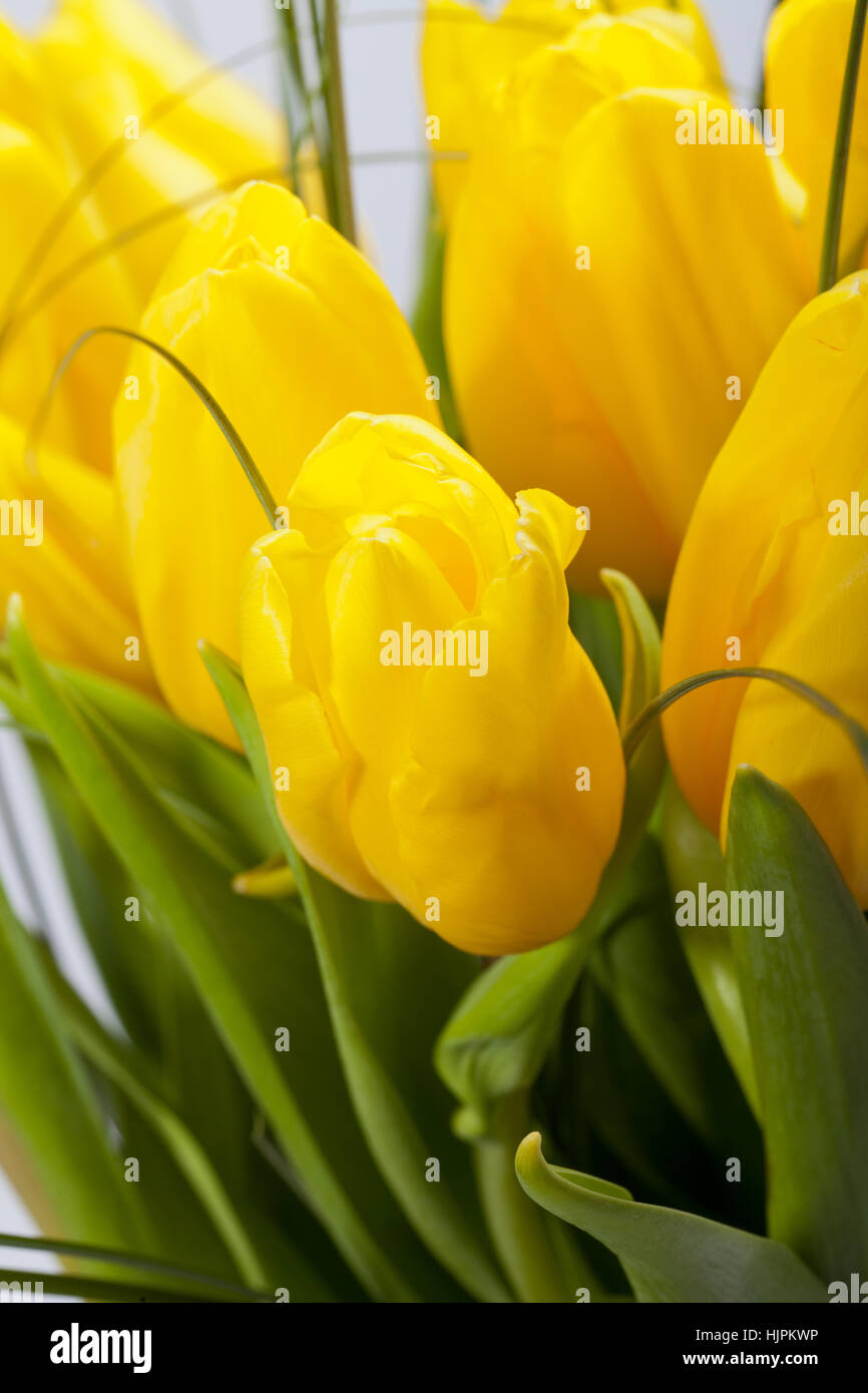 flower, plant, spring, tulip, backdrop, background, yellow, greeting ...