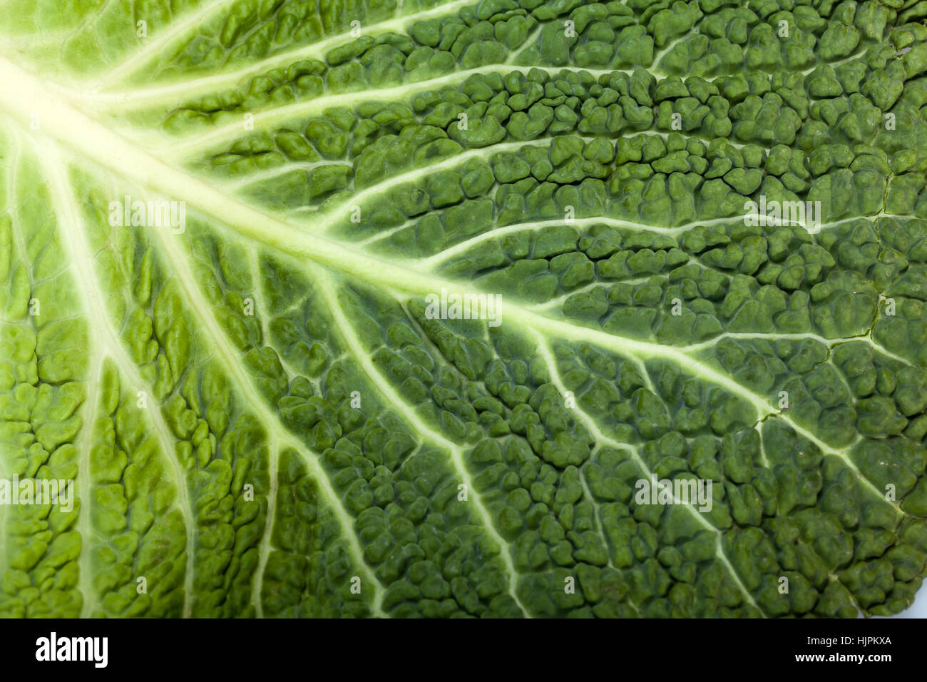 leaf, cabbage, savoy, lawn, green, backdrop, background, fresh, texture ...